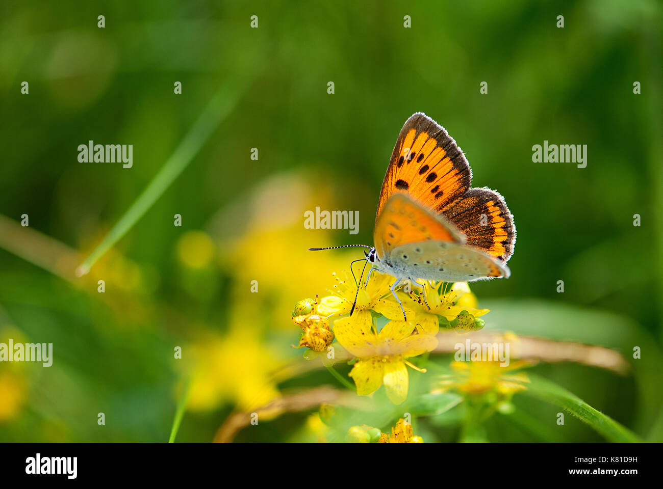 Beautiful summer butterfly Stock Photo - Alamy