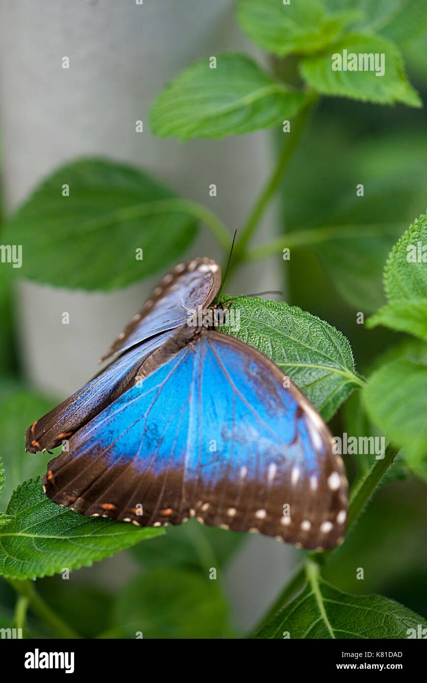 Beautiful summer butterfly Stock Photo - Alamy