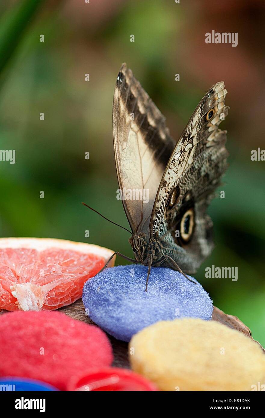 Beautiful summer butterfly Stock Photo - Alamy