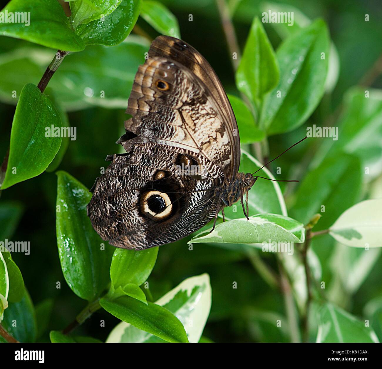 Beautiful summer butterfly Stock Photo - Alamy