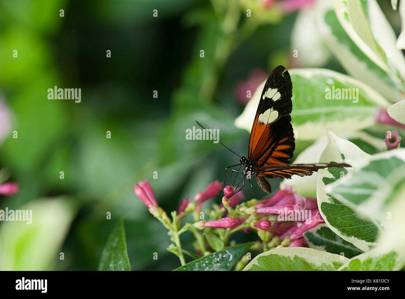 Beautiful summer butterfly Stock Photo - Alamy