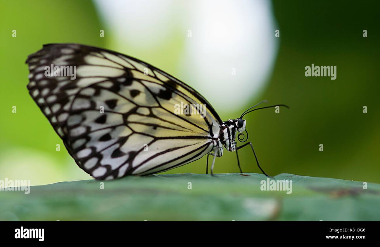 Beautiful summer butterfly Stock Photo - Alamy