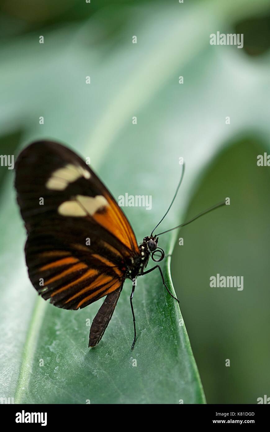 Beautiful summer butterfly Stock Photo - Alamy