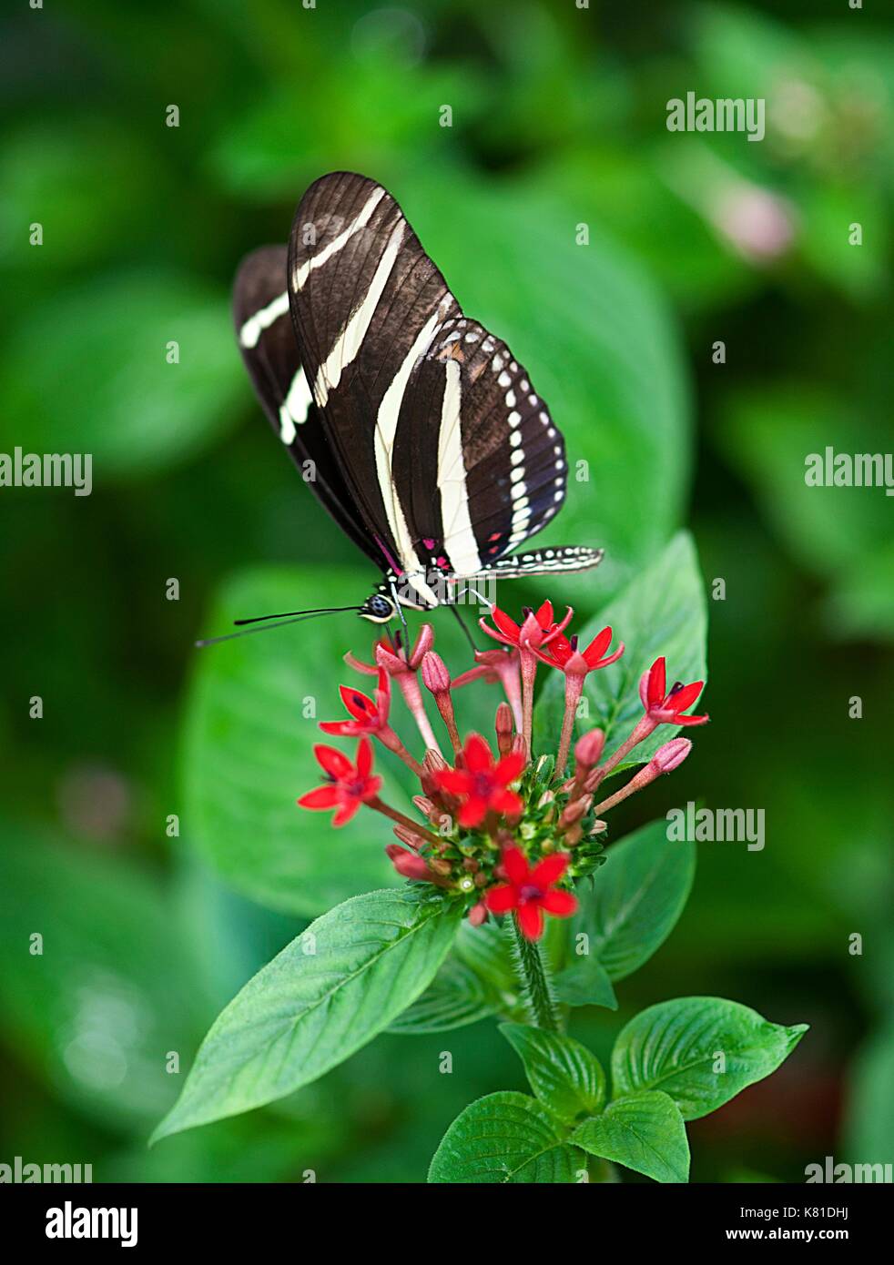 Beautiful summer butterfly Stock Photo - Alamy