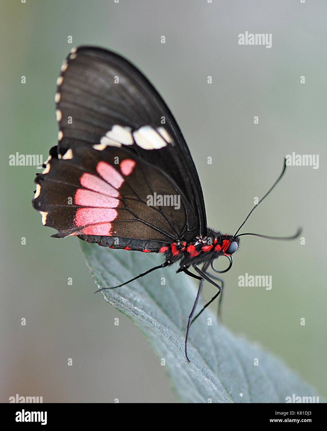 Beautiful summer butterfly Stock Photo - Alamy