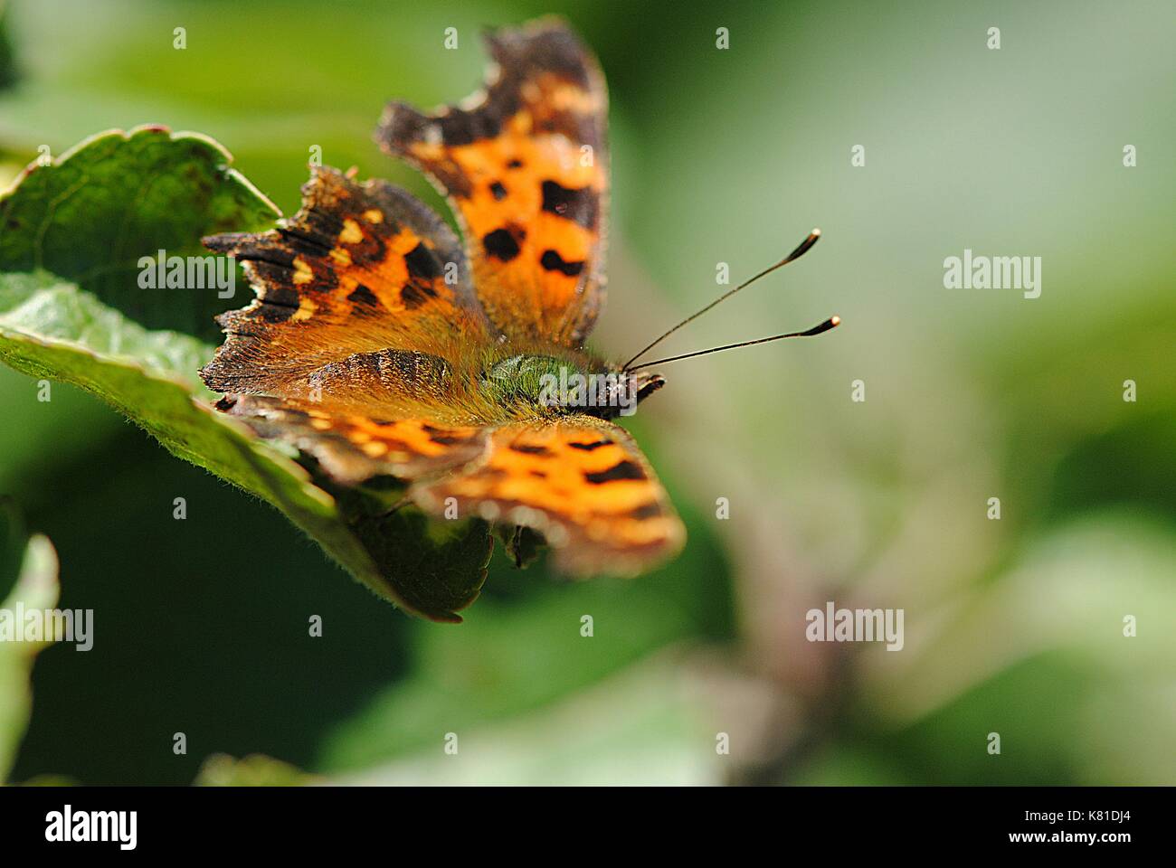 Beautiful summer butterfly Stock Photo - Alamy