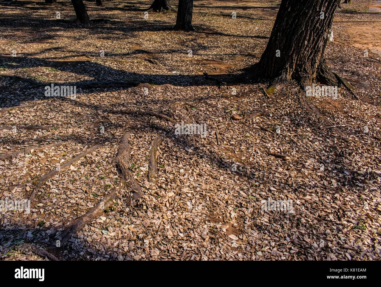 Shadows of leaves on tree trunk hi-res stock photography and images - Alamy