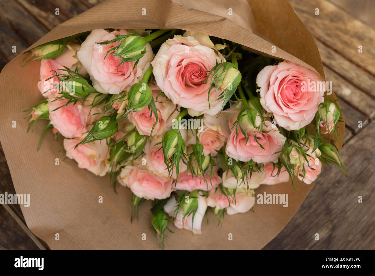 Violet blooming roses Stock Photo - Alamy
