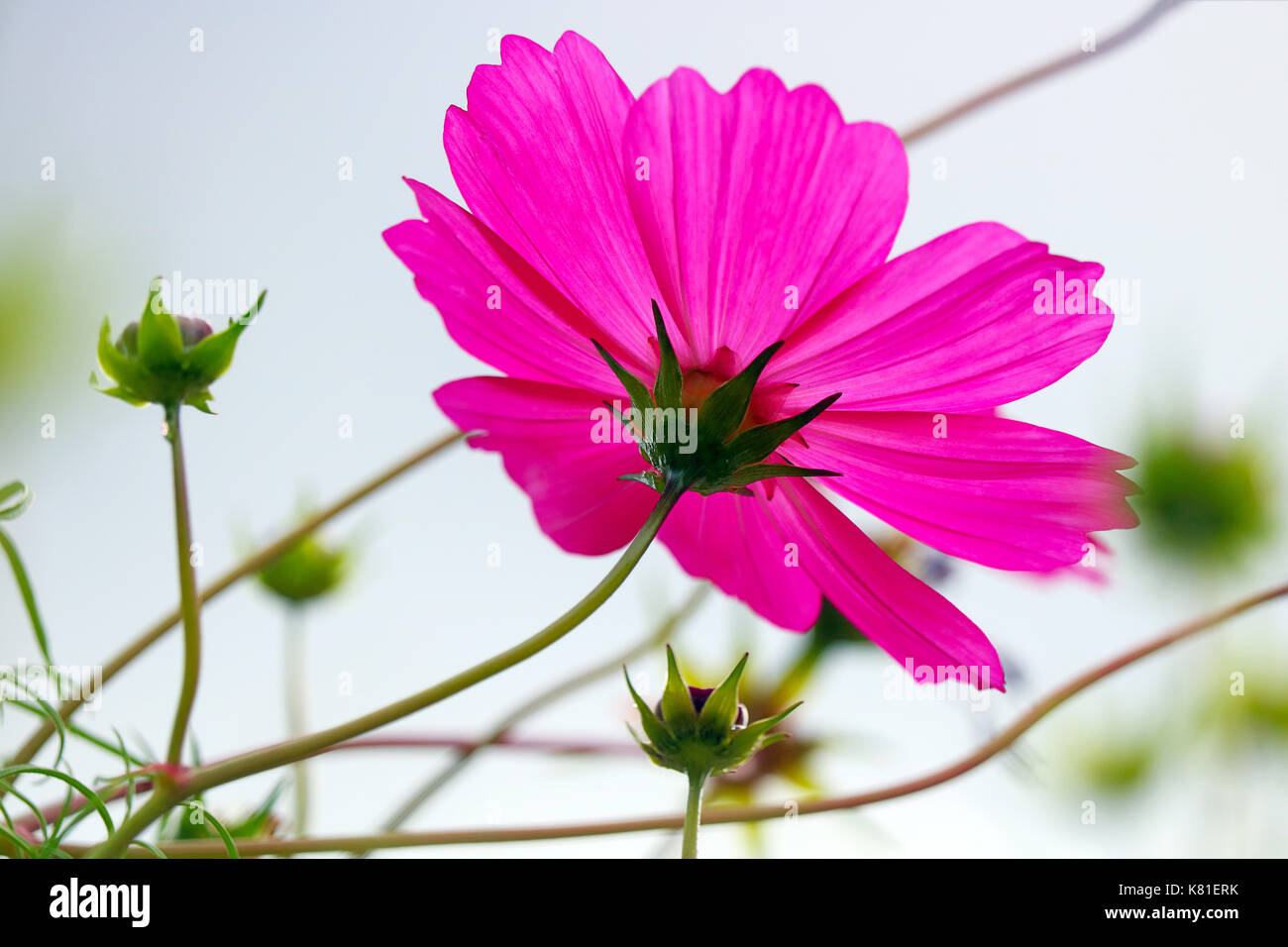 Bright pink cosmos hi-res stock photography and images - Alamy