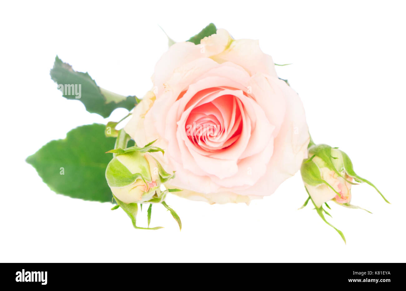 Violet blooming roses Stock Photo - Alamy