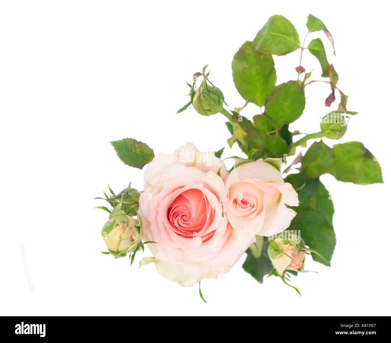 Violet blooming roses Stock Photo - Alamy