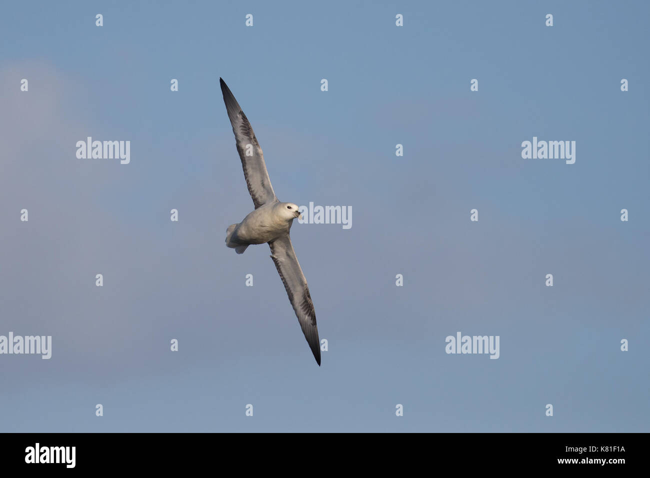 Fulmar species hi-res stock photography and images - Alamy
