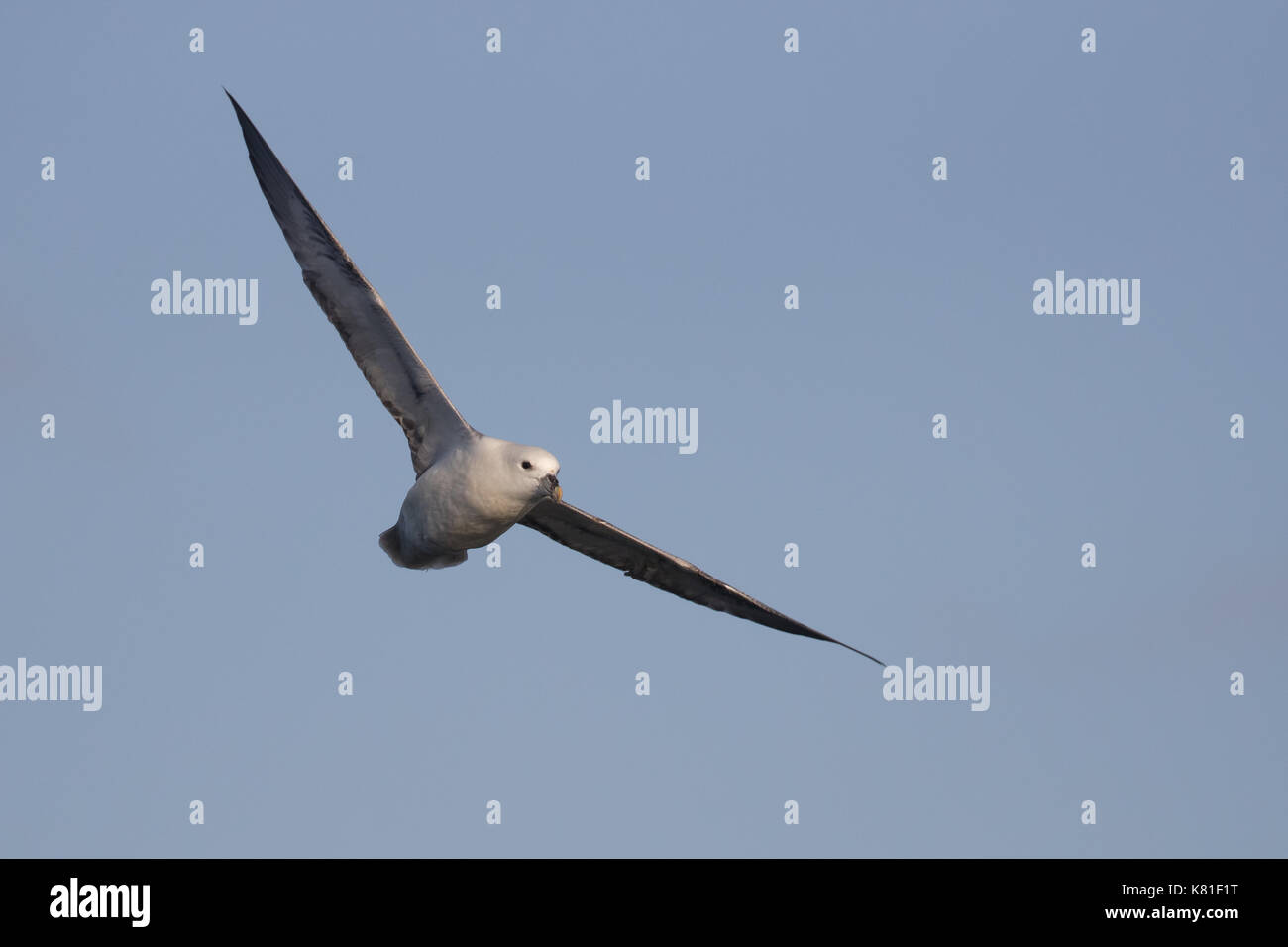 Fulmar species hi-res stock photography and images - Alamy
