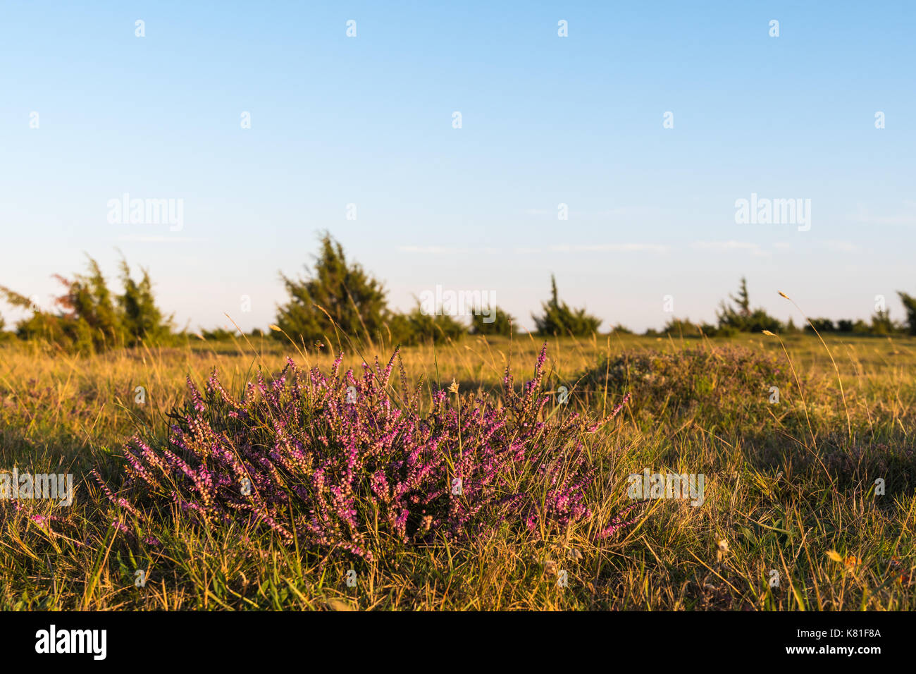 Blossom heather plant in an open landscape at the swedish island Oland ...