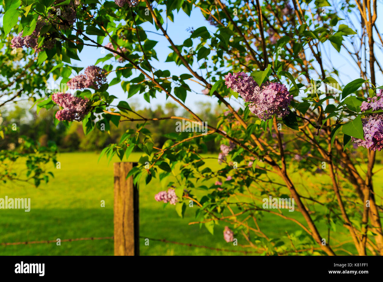 Lilac bush with meadow view on a summer day with fence in close ...