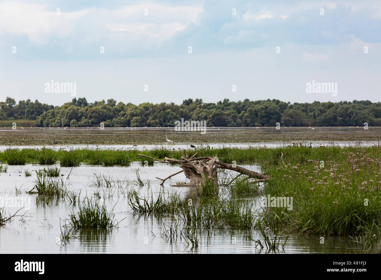 Danube delta reserve hi-res stock photography and images - Alamy