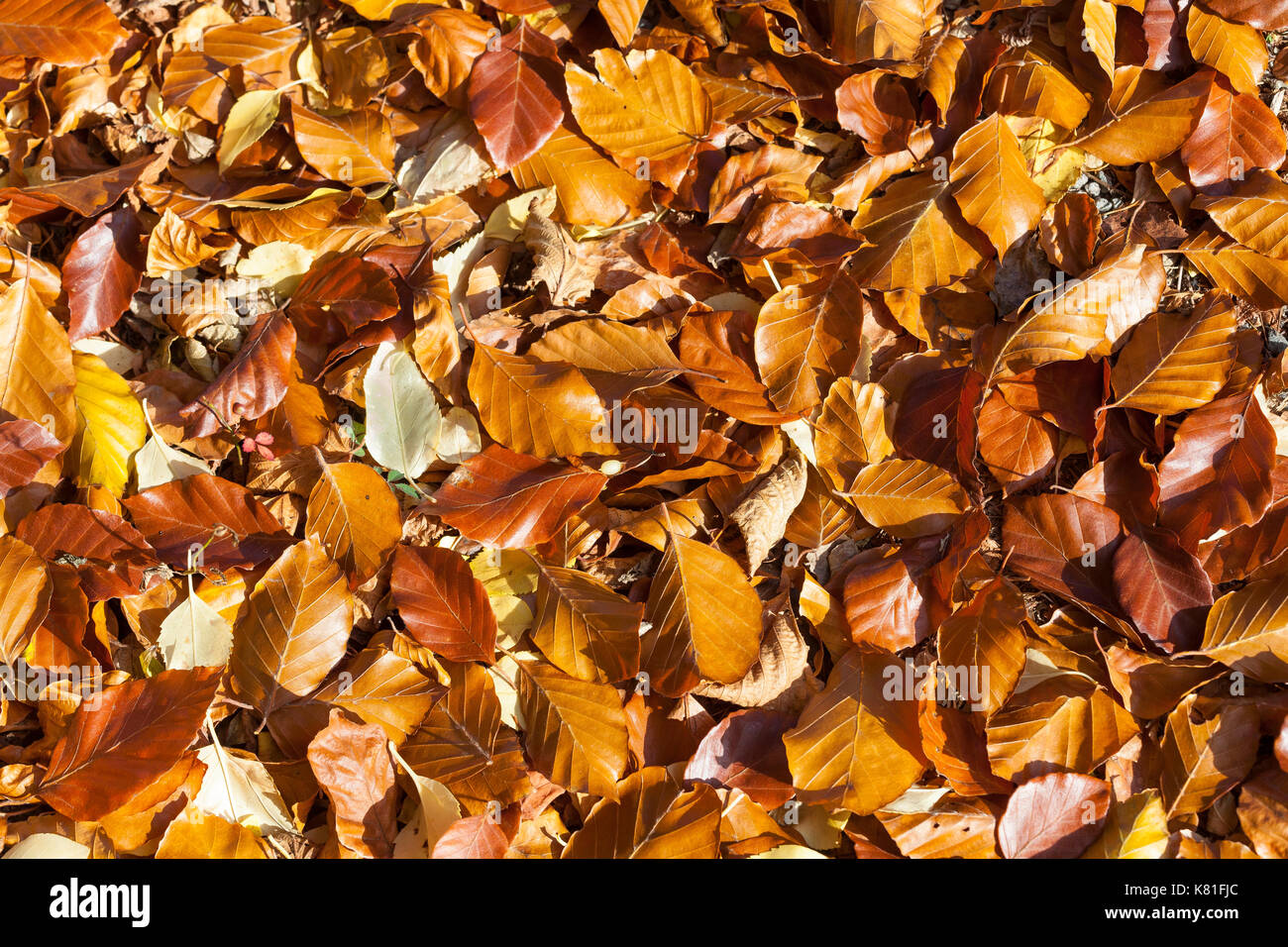 Background texture of fallen brown autumn beech leaves side lit by ...