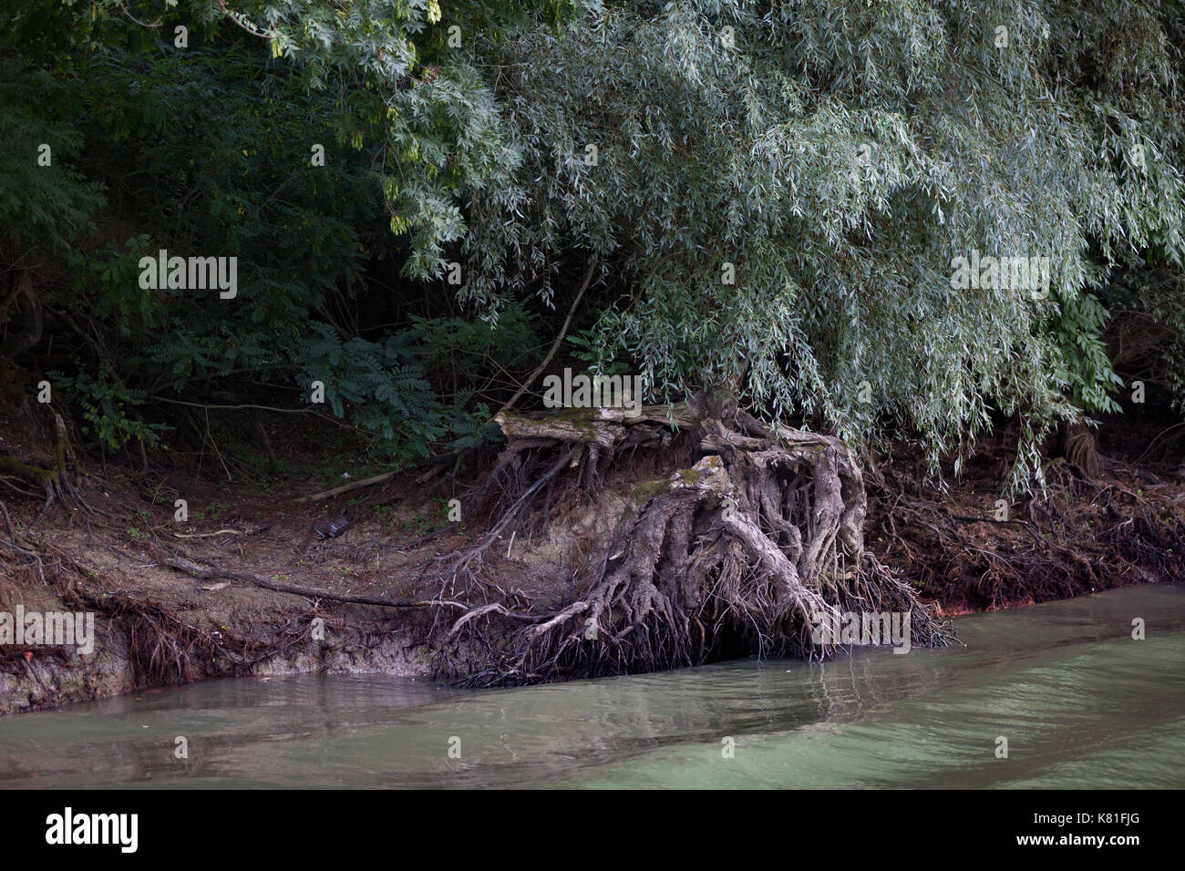 River bank and hanging trees on the Danube Delta in Romania Stock Photo ...