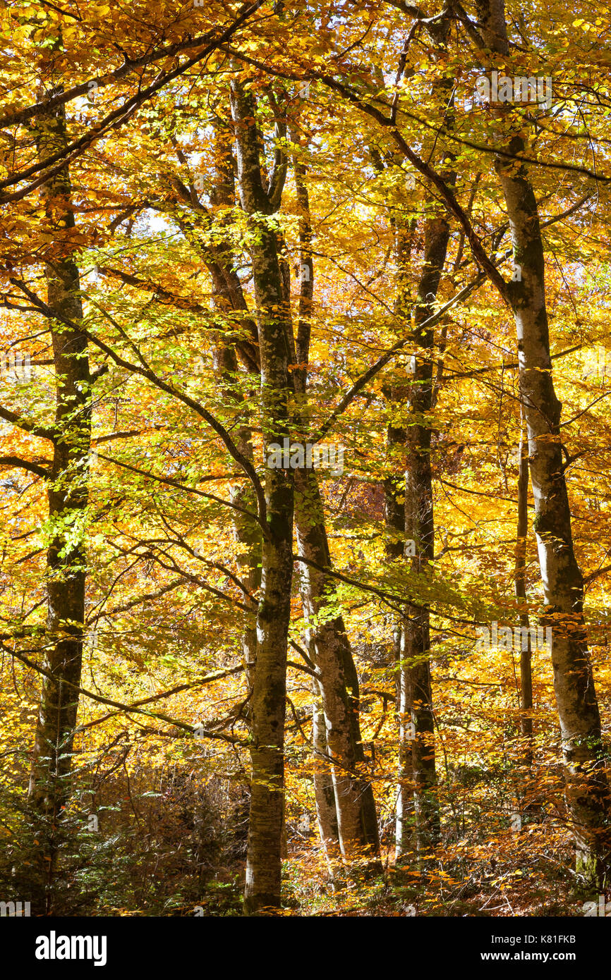 Back lit colorful beech forest showing the changing of the seasons in ...