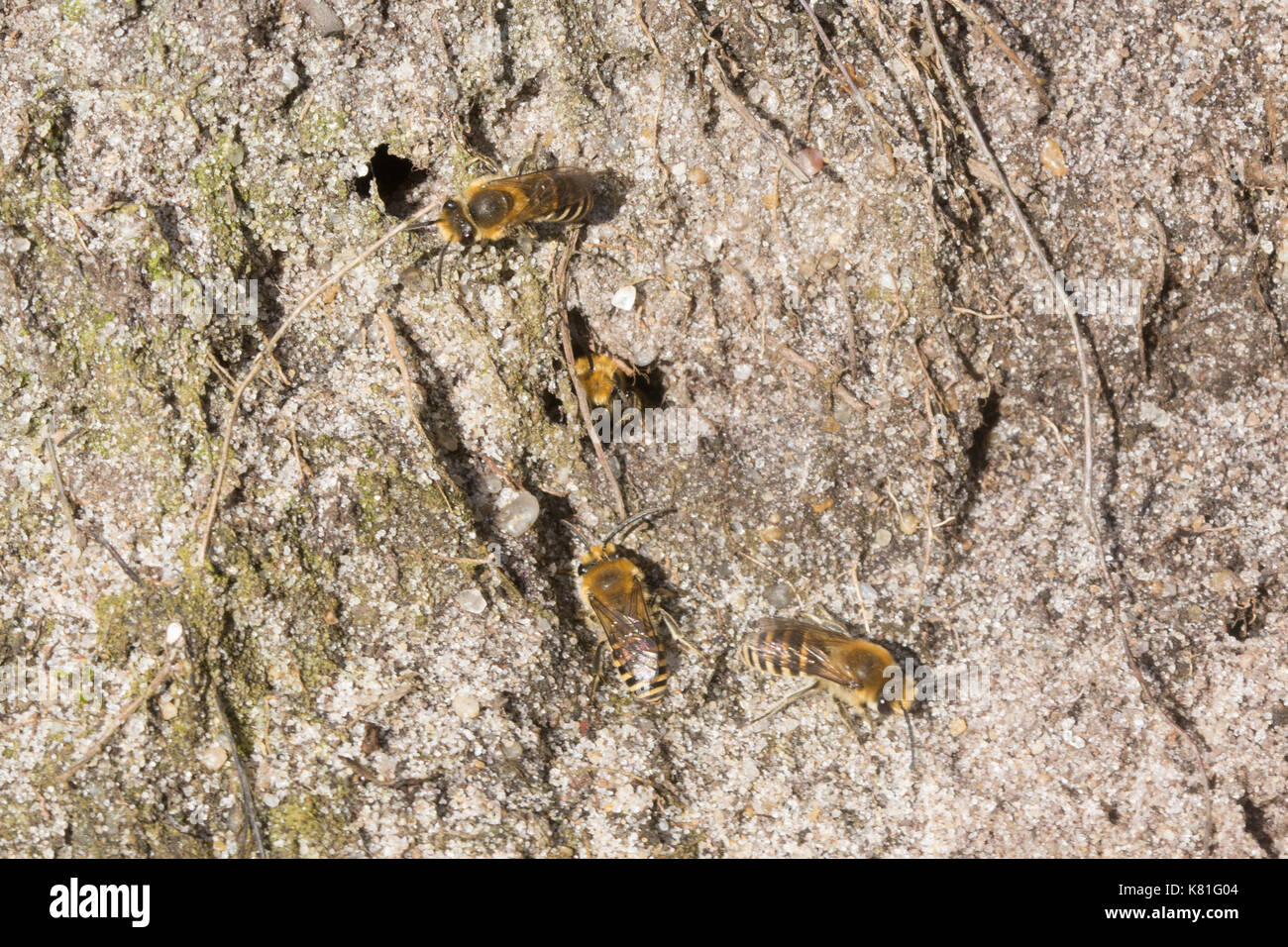 Colony of mining bees (Andrena species) in Surrey, UK Stock Photo - Alamy