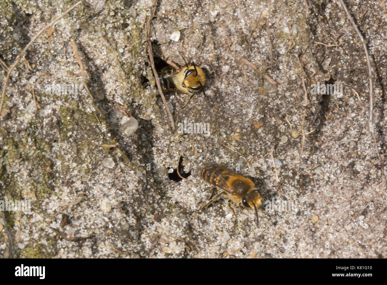 Mining bees hi-res stock photography and images - Alamy