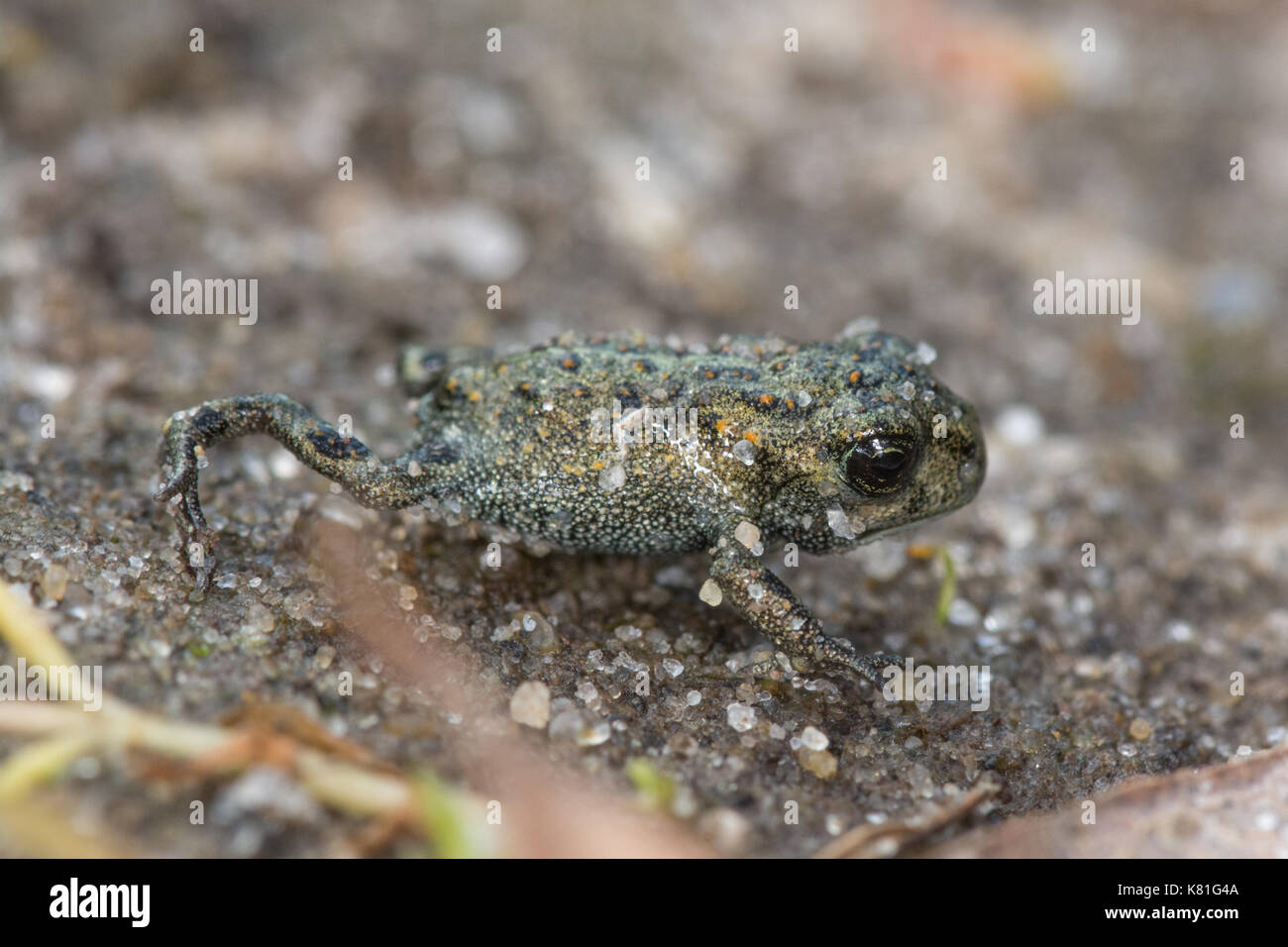 Woolmer pond hi-res stock photography and images - Alamy