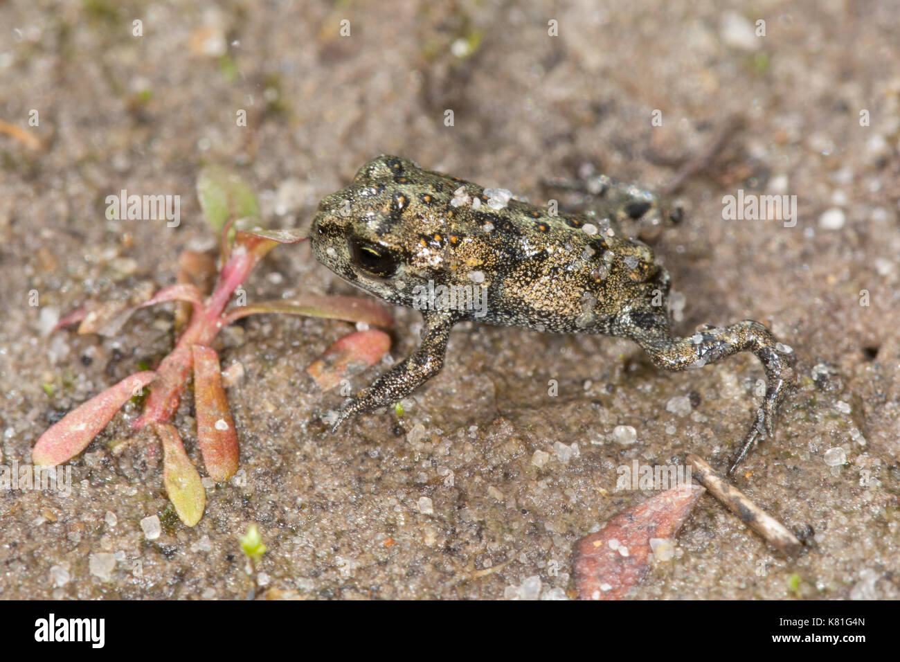 Woolmer pond hi-res stock photography and images - Alamy