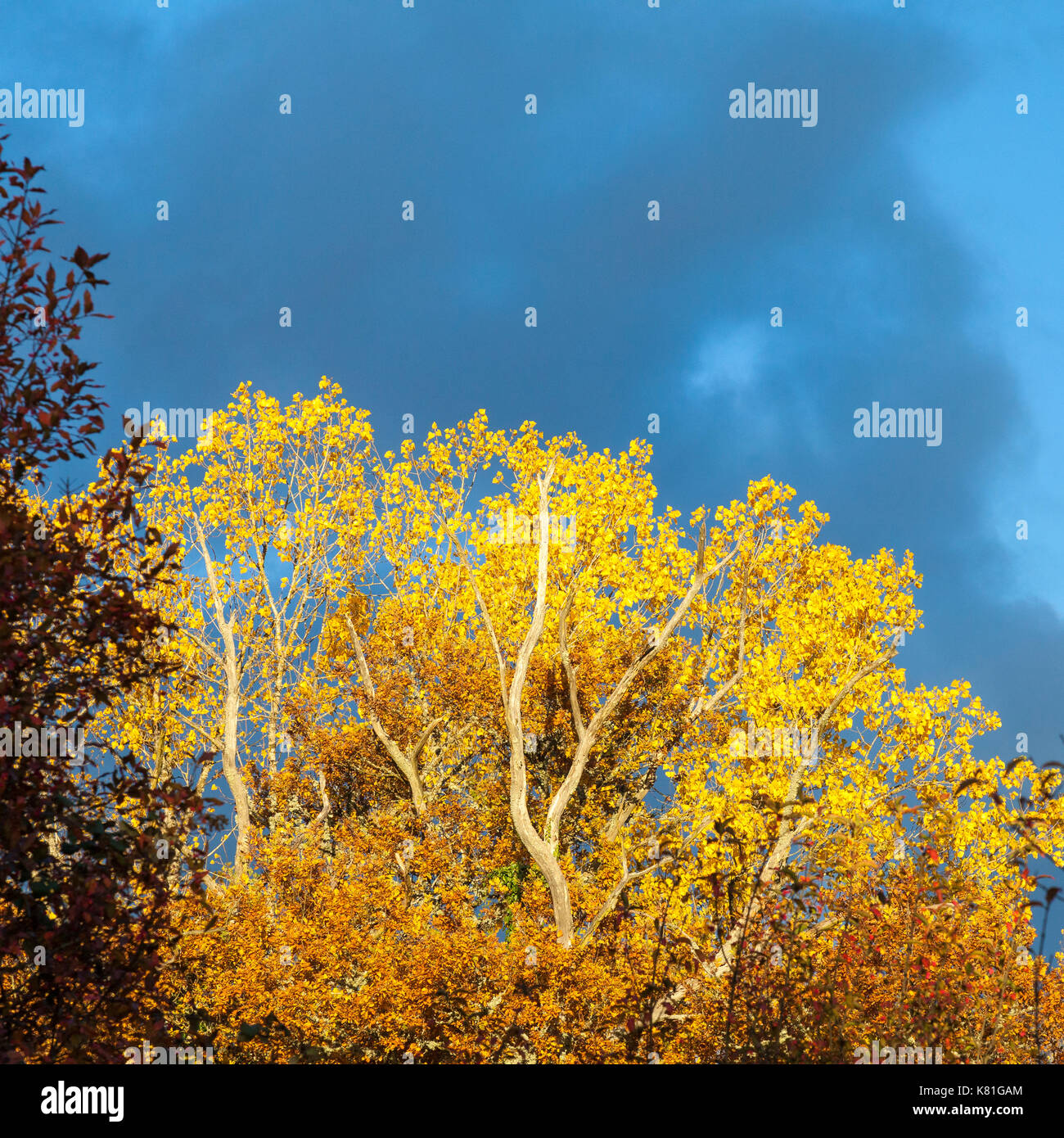 Golden leaves of the trees hi-res stock photography and images - Alamy