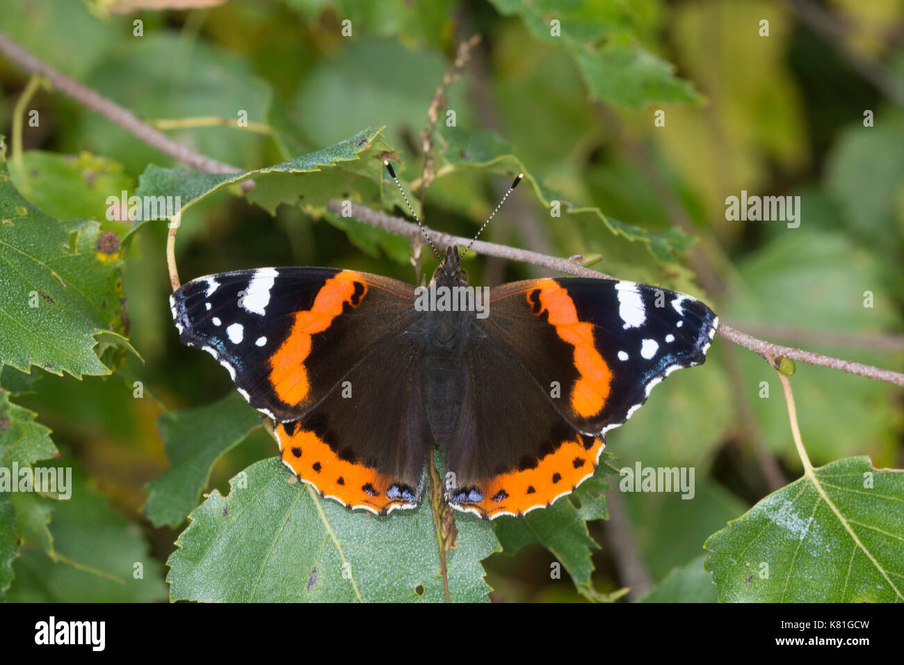 Wildlife butterflies hi-res stock photography and images - Alamy