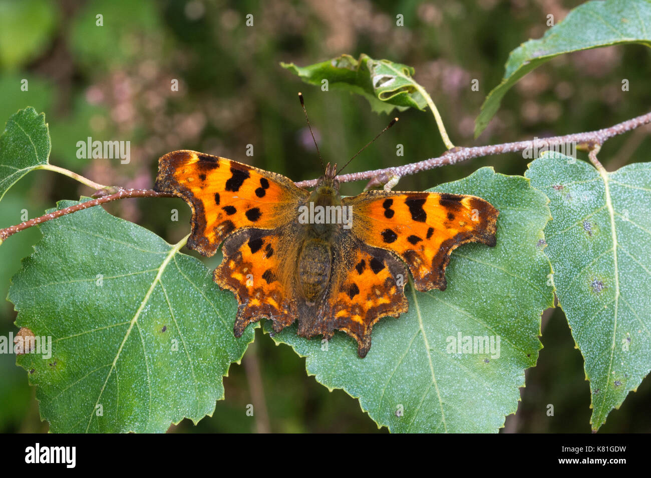 Comma butterfly (Polygonia c-album Stock Photo - Alamy