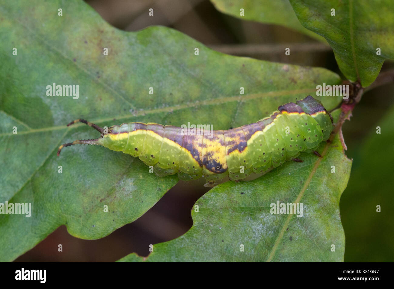 Sallow kitten moth caterpillar (Furcula furcular Stock Photo - Alamy
