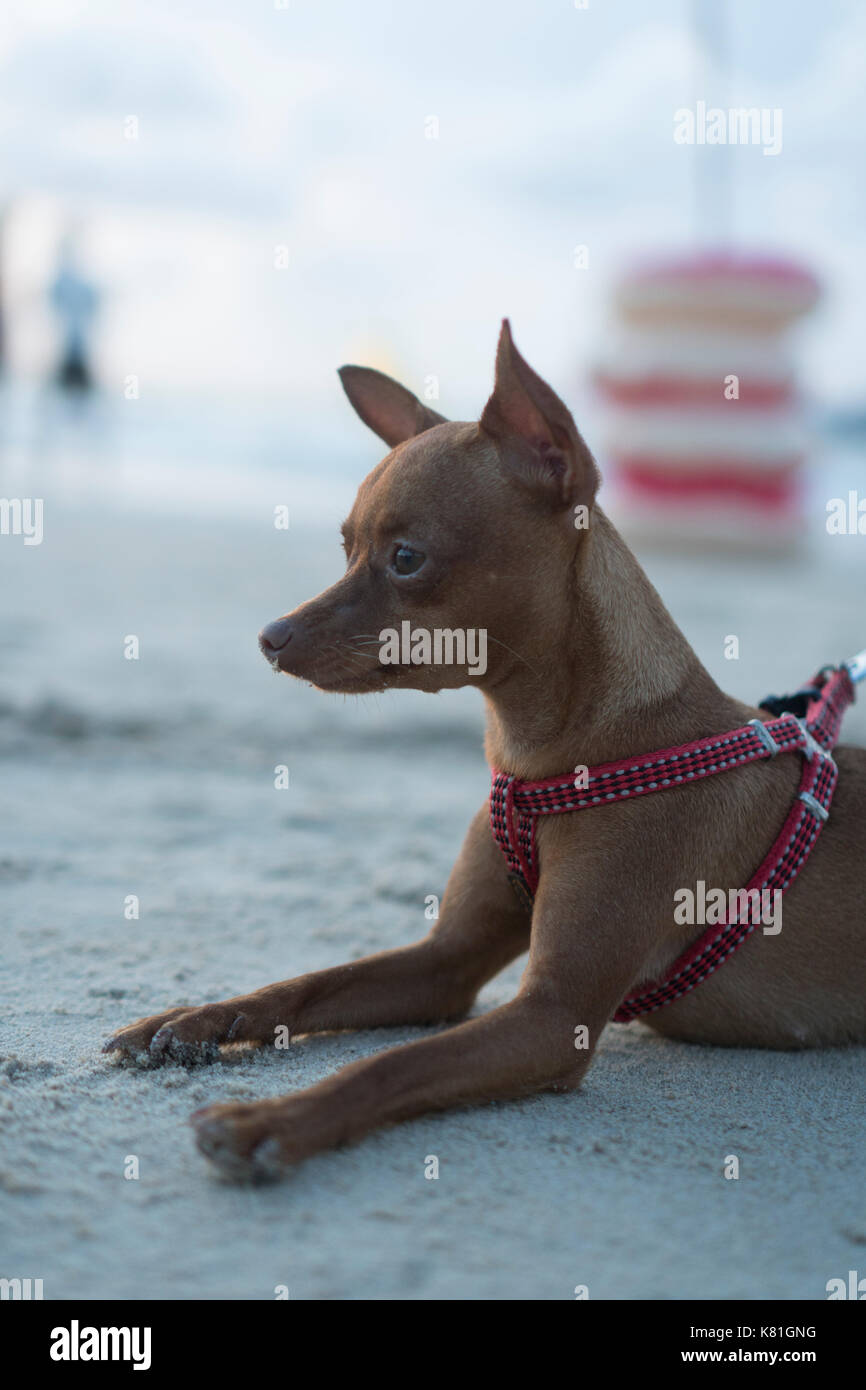 Happy cute miniature ginger pinscher relaxing on the tropical sandy ...