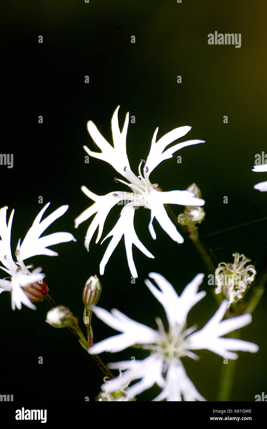 Deeply cut blooms of white Ragged Robin 'White Robin' (Lychnis flos ...