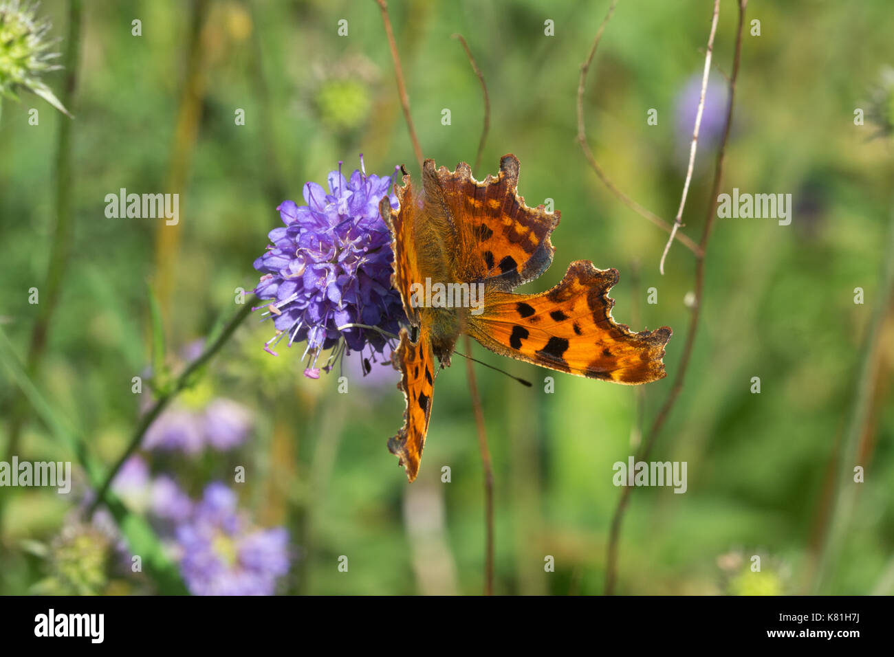 Comma butterfly (Polygonia c-album), UK Stock Photo - Alamy