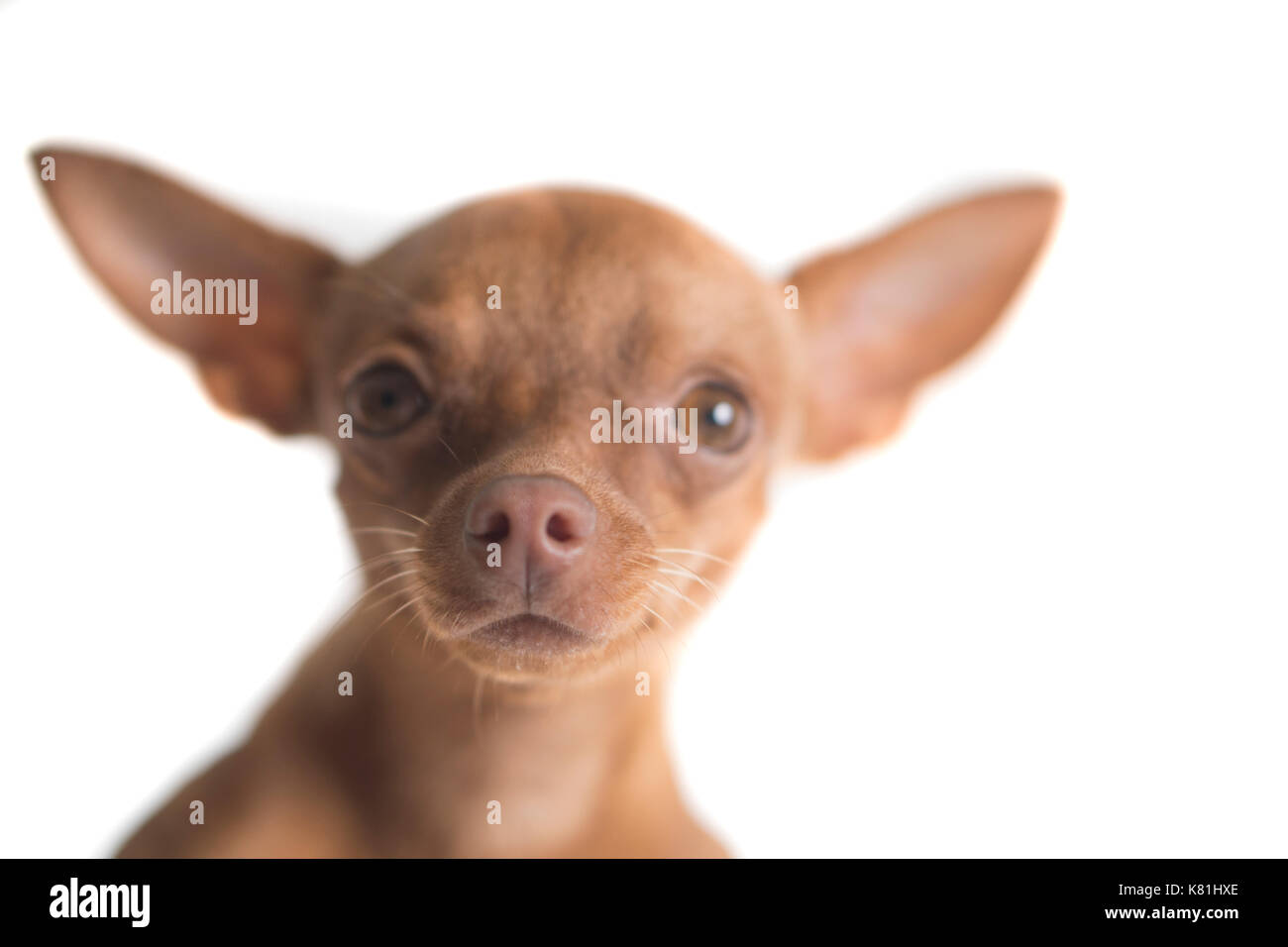 Closeup of cute miniature ginger pinscher isolated over white wall ...