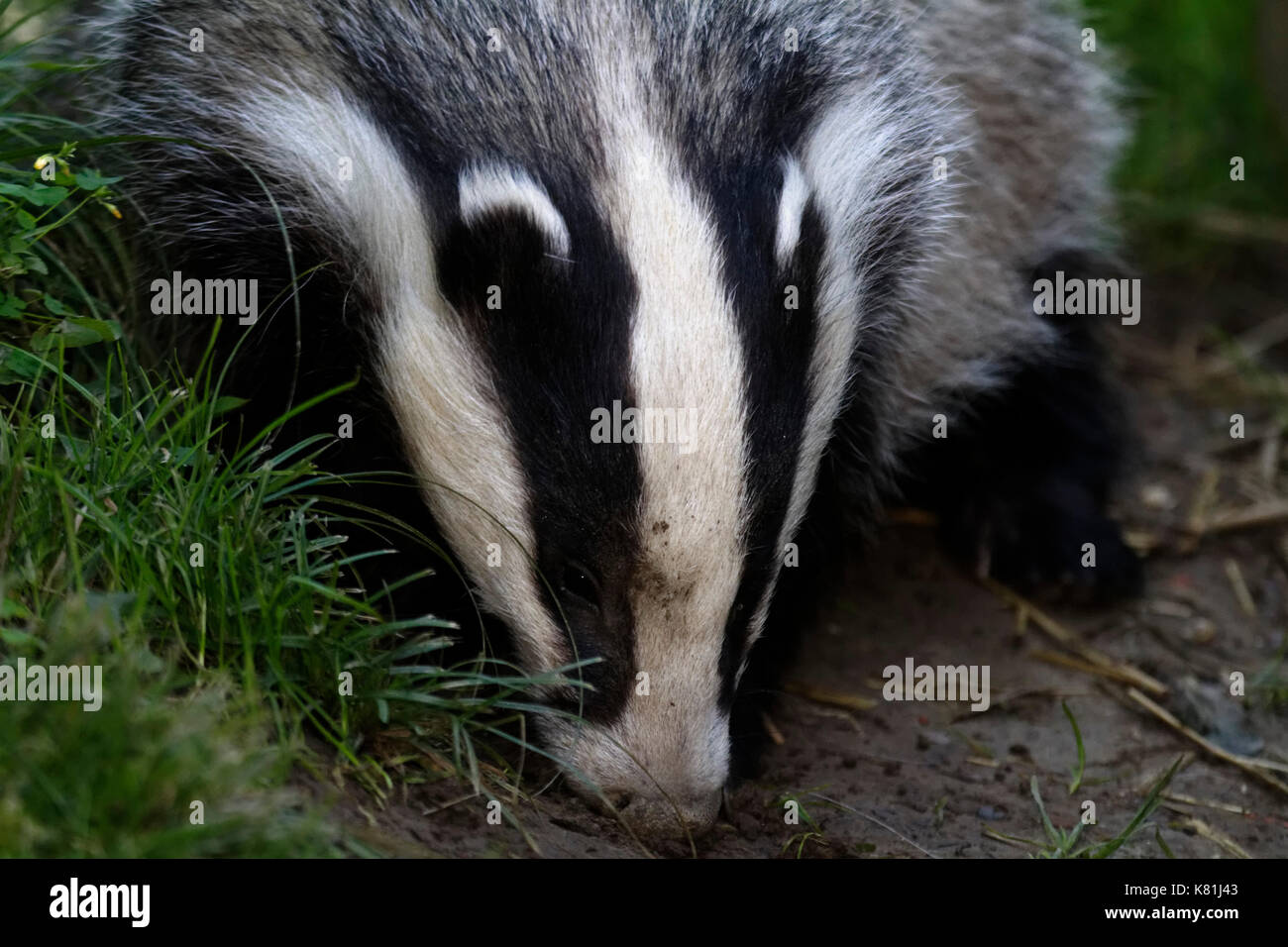 The European badger - portrait Stock Photo - Alamy