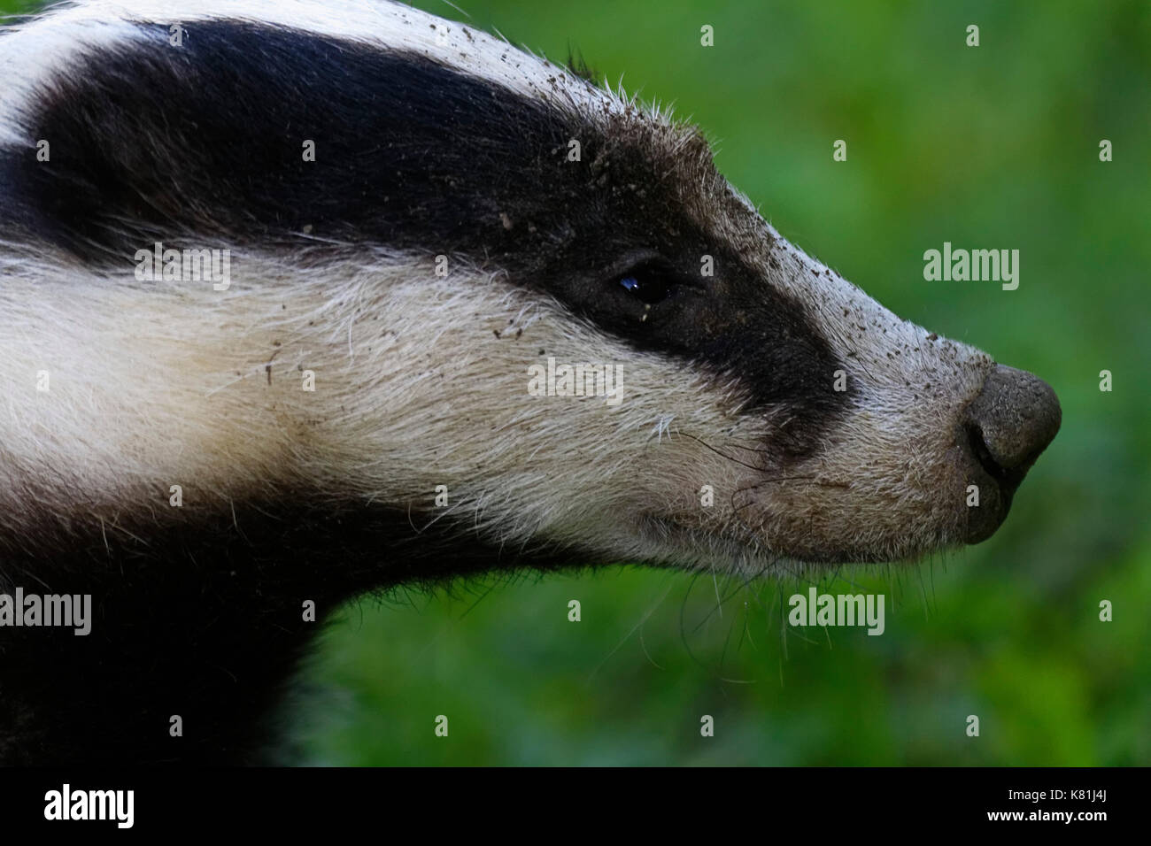 Badger Close Up High Resolution Stock Photography and Images - Alamy