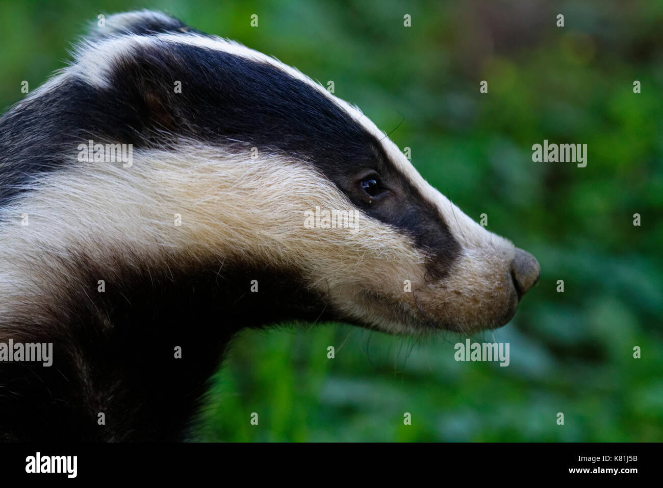 Badger Digging Stock Photos & Badger Digging Stock Images - Alamy