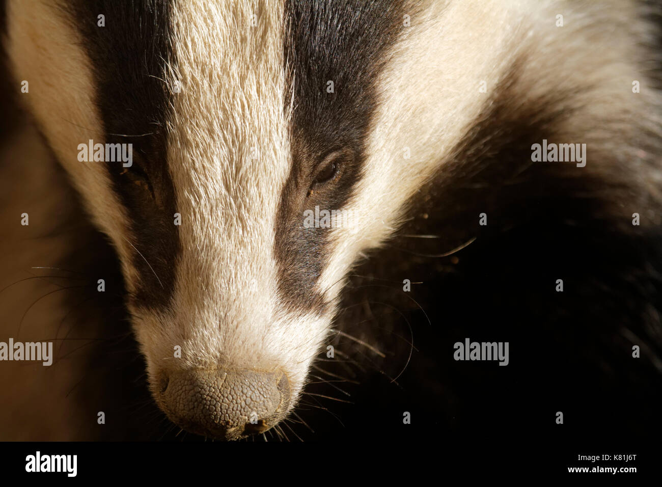 Close up of badger face hi-res stock photography and images - Alamy