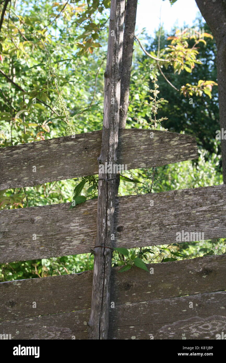 Dense coverage hi-res stock photography and images - Alamy