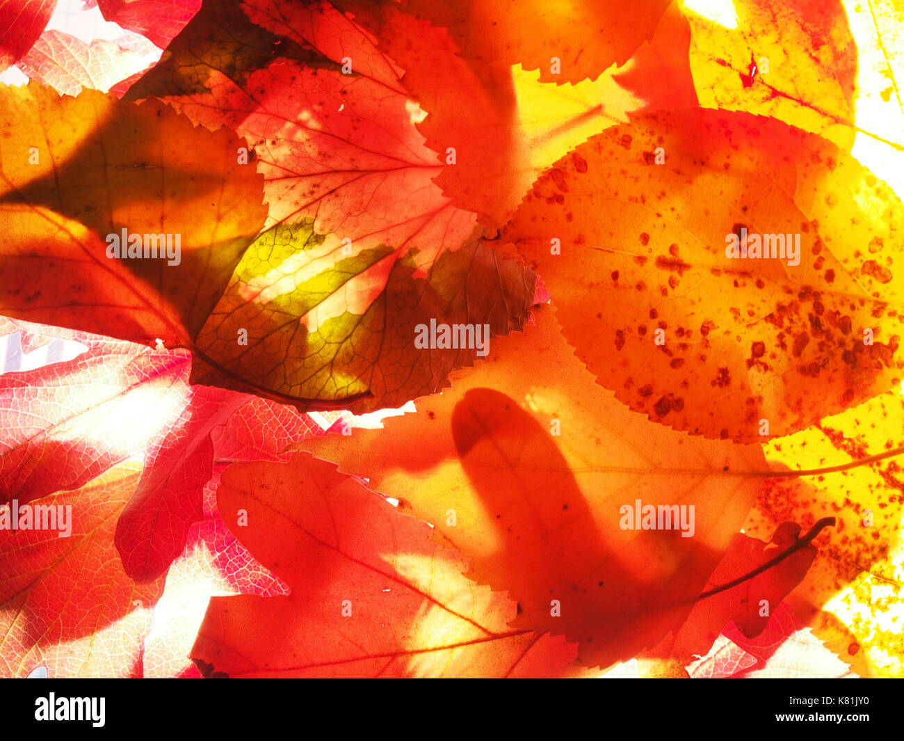 Fallen autumn leaves. Wallpaper. Structure of the dried leaves. Macro ...