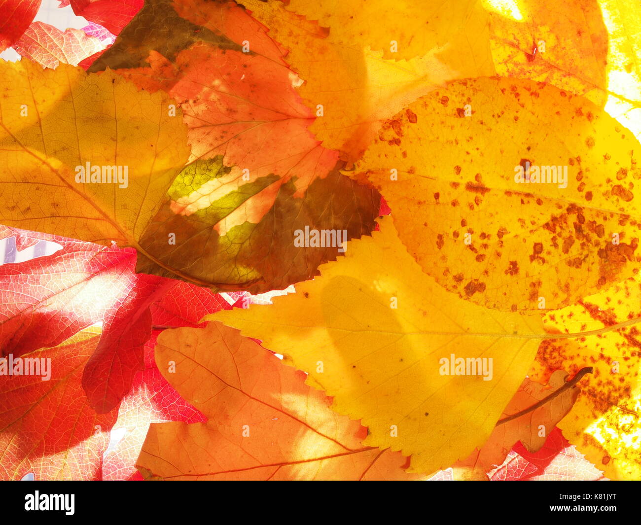 Fallen autumn leaves. Wallpaper. Structure of the dried leaves. Macro ...