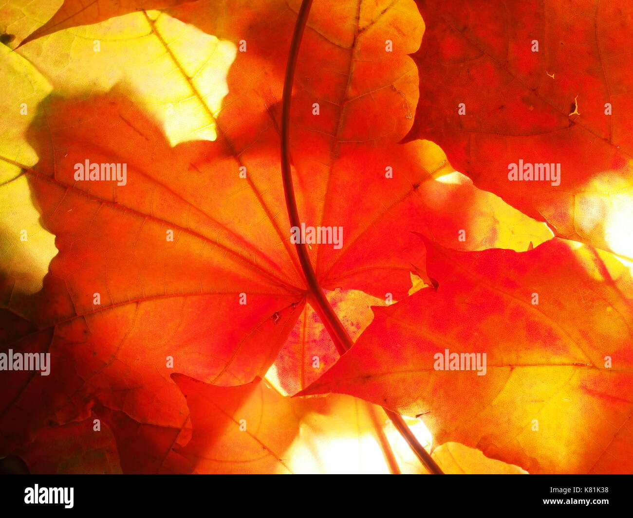 Fallen autumn leaves. Wallpaper. Structure of the dried leaves. Macro ...