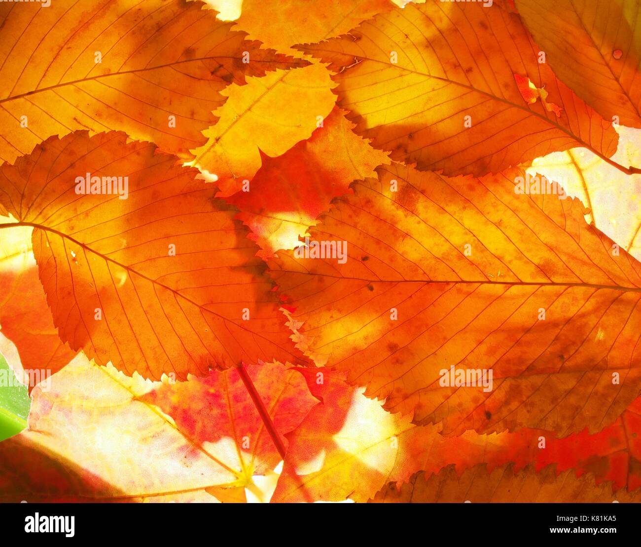 Fallen autumn leaves. Wallpaper. Structure of the dried leaves. Macro ...