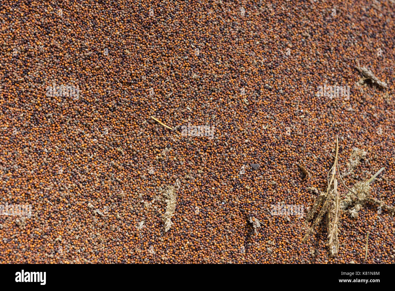 India buckwheat hi-res stock photography and images - Alamy