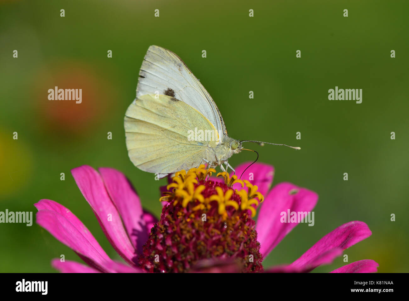 Common brimstone hi-res stock photography and images - Alamy
