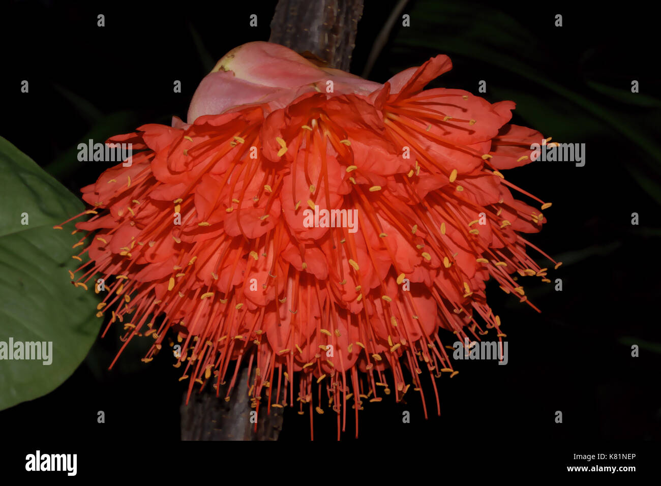 Brownea coccinea flowers hi-res stock photography and images - Alamy