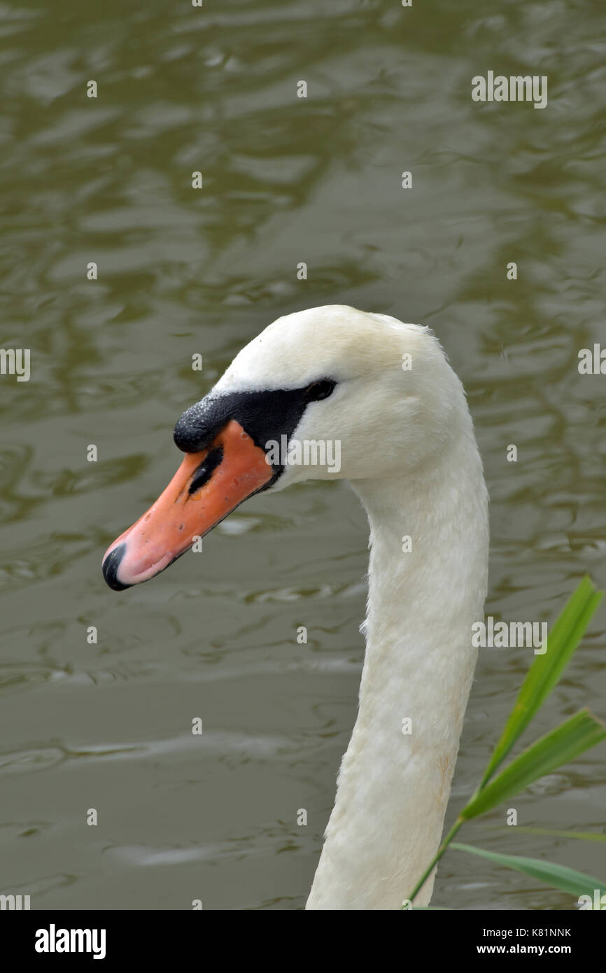 Elegant water birds gracefully gliding hi-res stock photography and ...