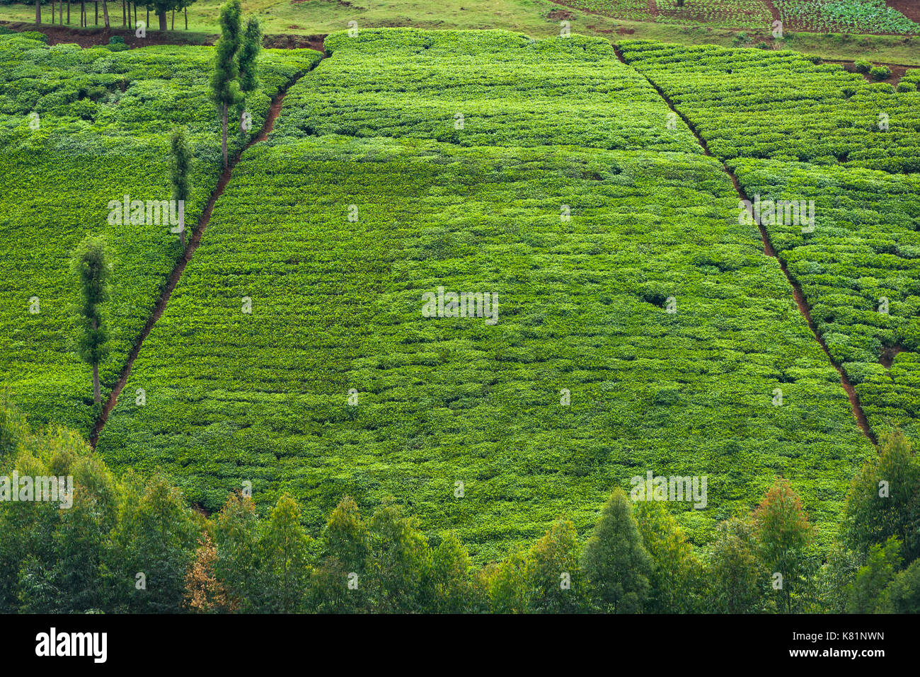 Trees growing in between tea plants in tea plantations, Kenya Stock ...