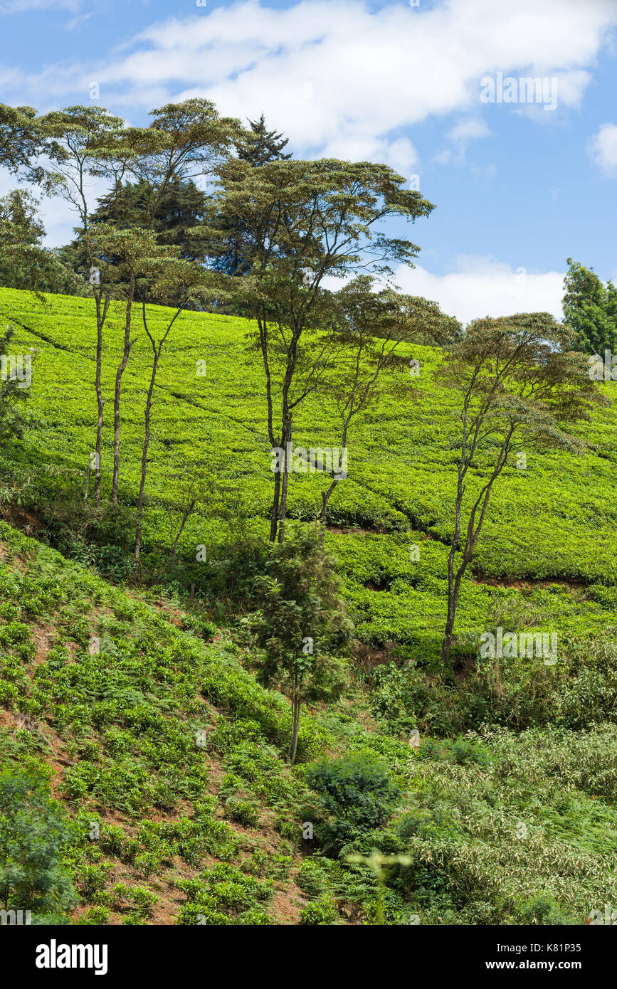 African tea plantations hi-res stock photography and images - Alamy